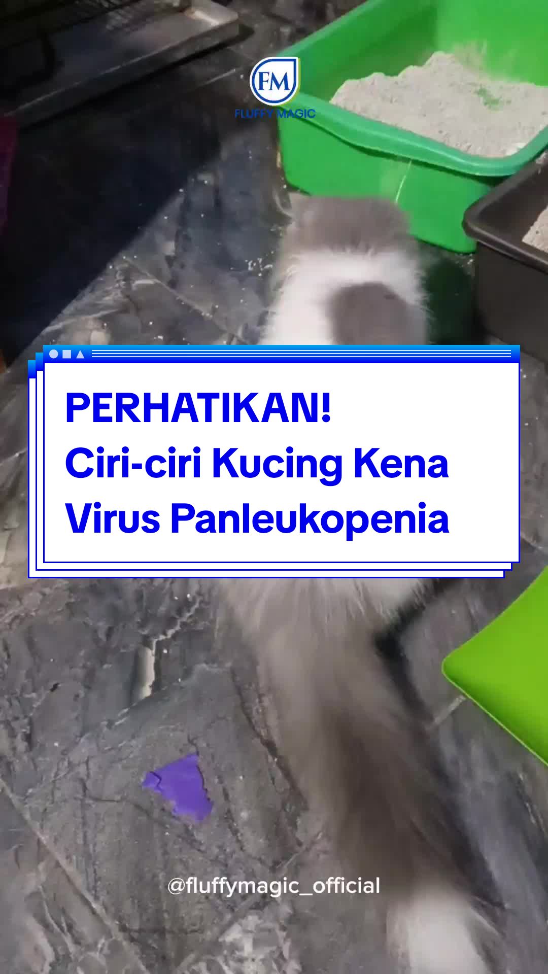 Ciri-ciri Kucing Terkena Virus | Fluffy Tonic Official (@fluffymagic ...