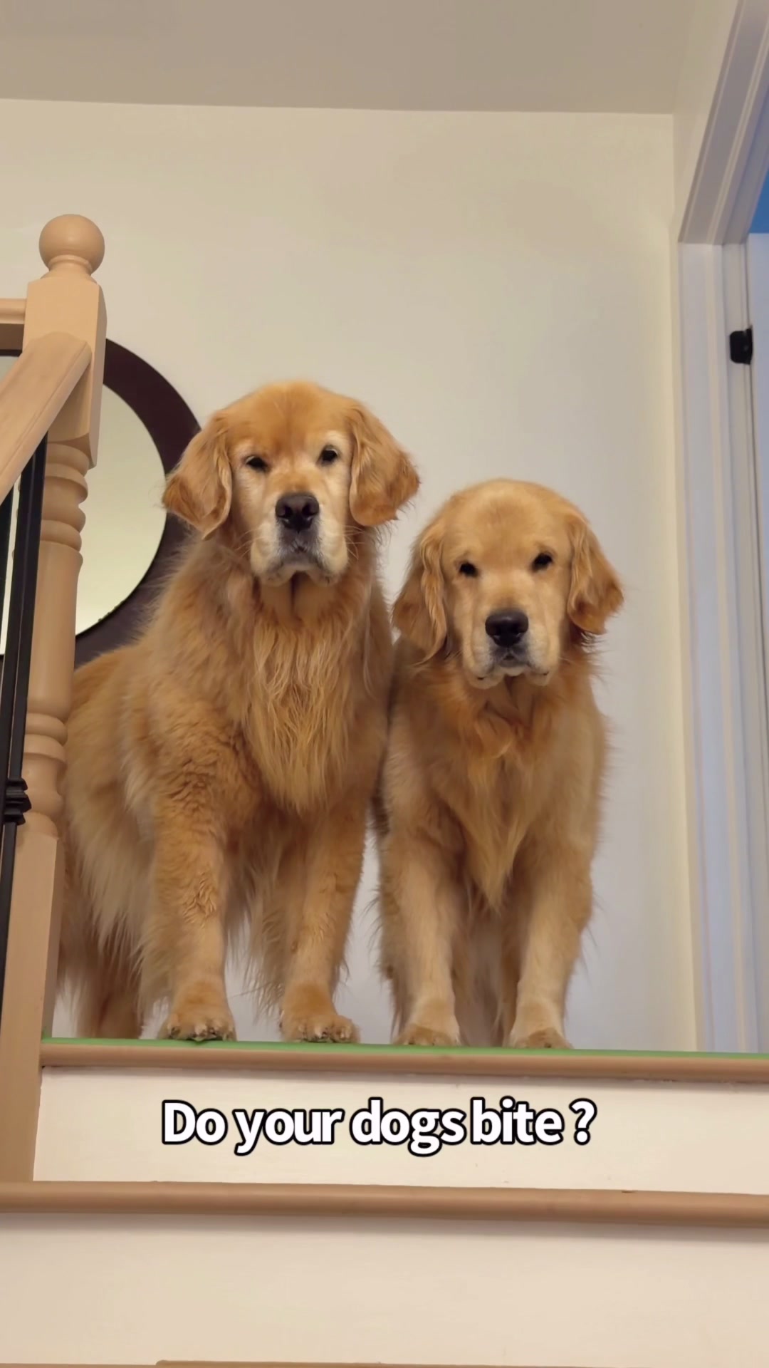 Trying learn some Spanish before the | Ruby🍭 (@prettykittyruby)