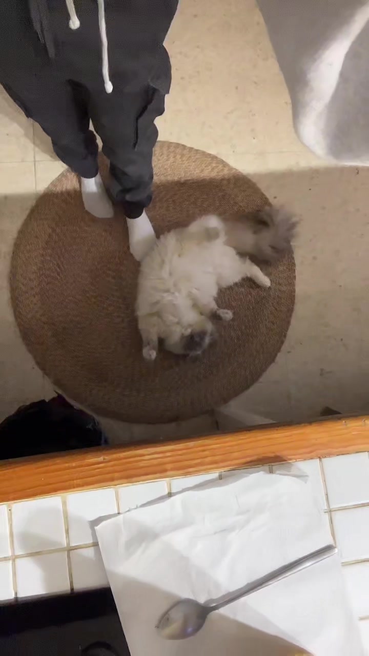 reason im still here #fyp #swee #cat | nymメ (@sanymaa)