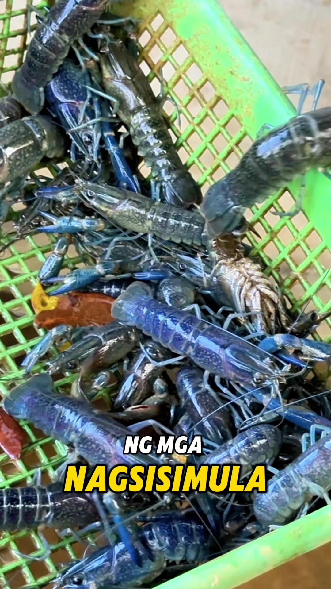 Crayfish growing paano at magkano nga | Sesep (@minersesep)
