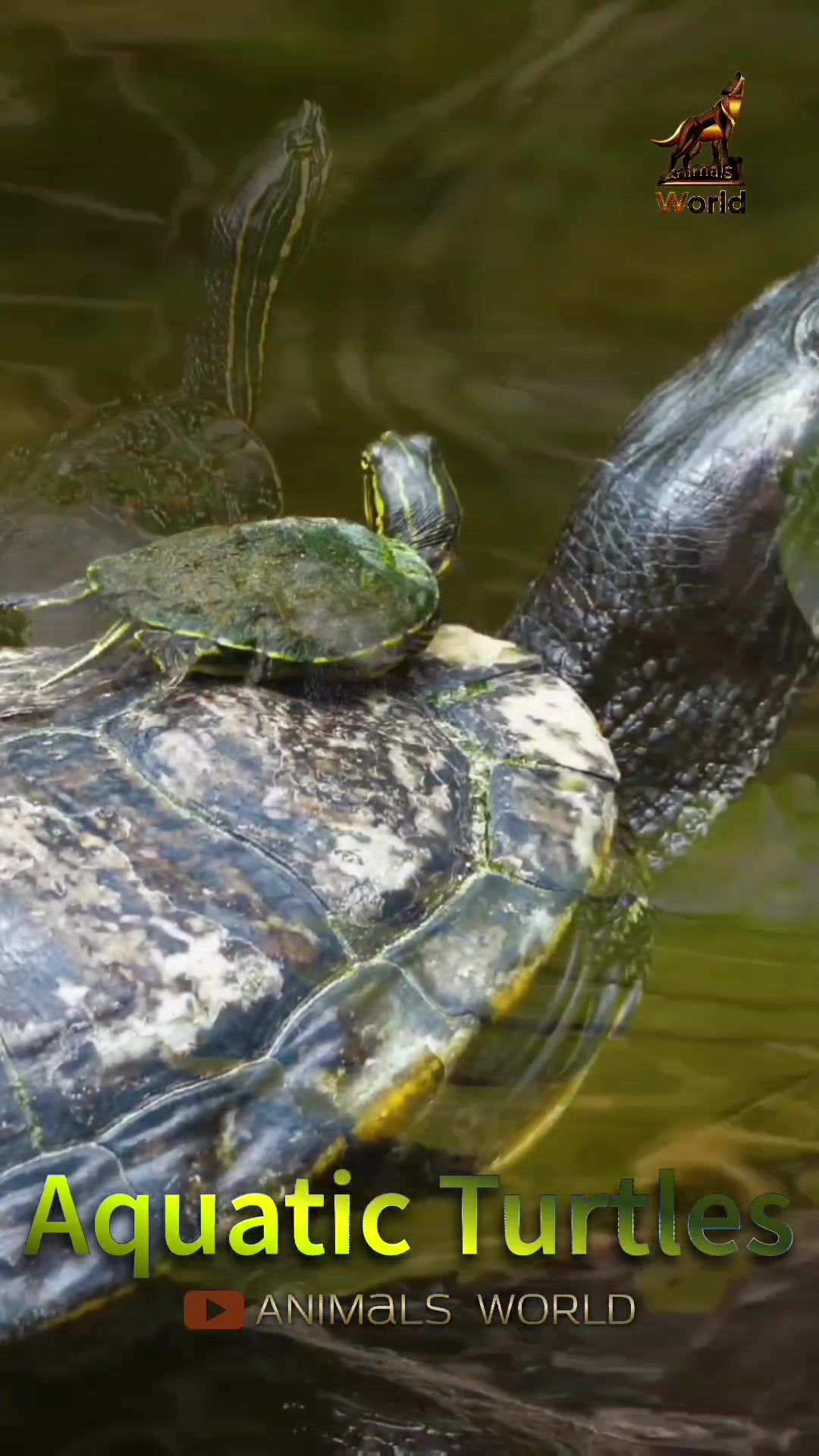 Animals World, Aquatic Turtles and | Animals World (@animals_world333)