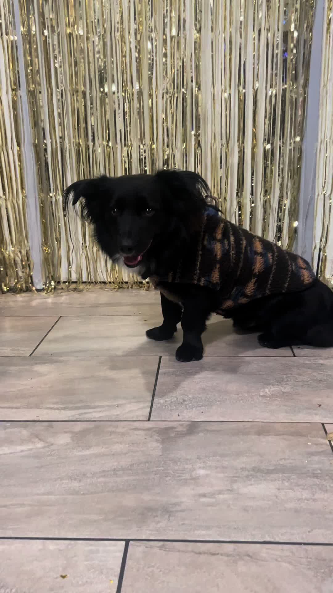 Snoopy Barks (@snoopy_barks) - Urlebird