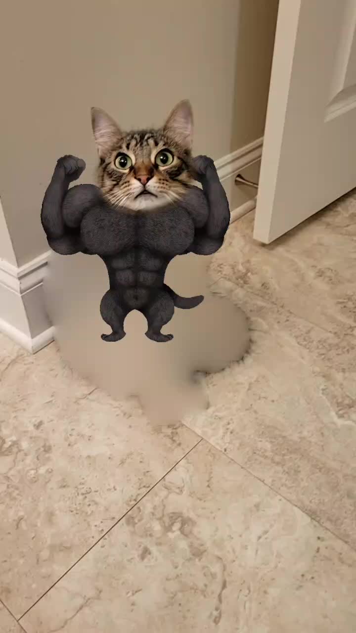 #musclekitty - TikTok Hashtag