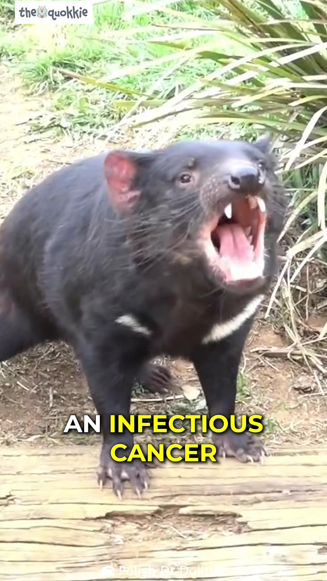 Tasmanian Devil | The Australian Honey | The Quokkie (@thequokkie)
