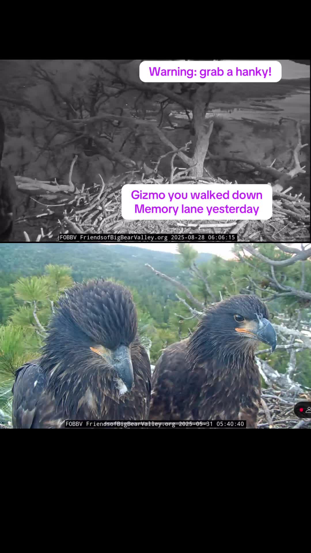 Membalas @emhael_33 Sanes x Klebus x | 𝙣𝙚𝙨𝙘𝙖𝙛𝙚 (@dodocantropus)