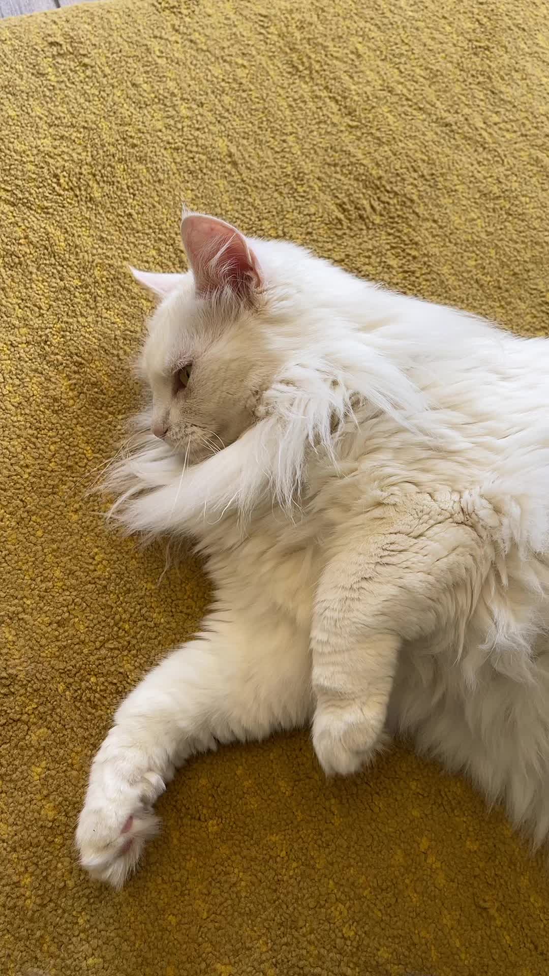 dominick_alaimo (@dominick_alaimo) - Urlebird