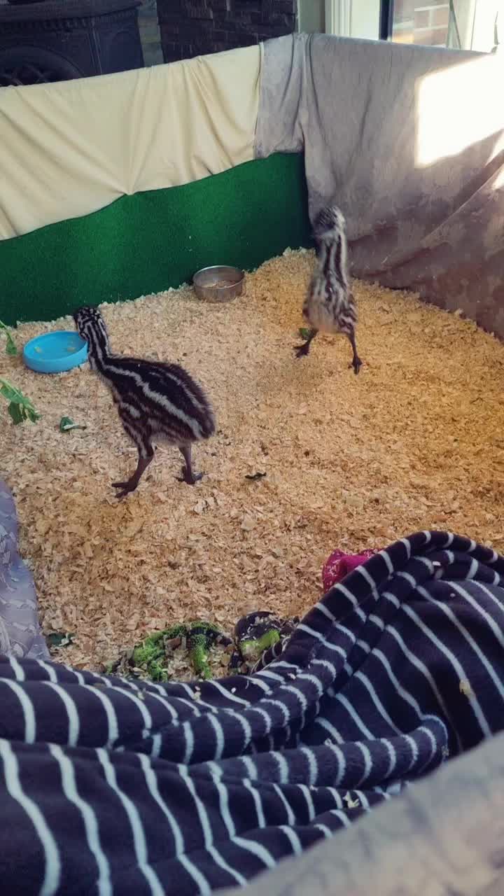 Darya Jane (@daryajane) - Urlebird