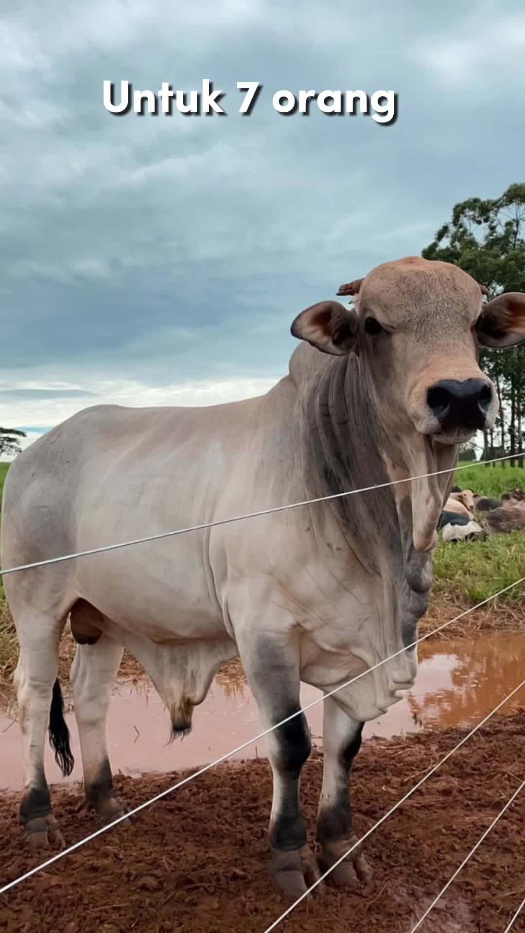 Momi Itha (@momi_itha) - Urlebird