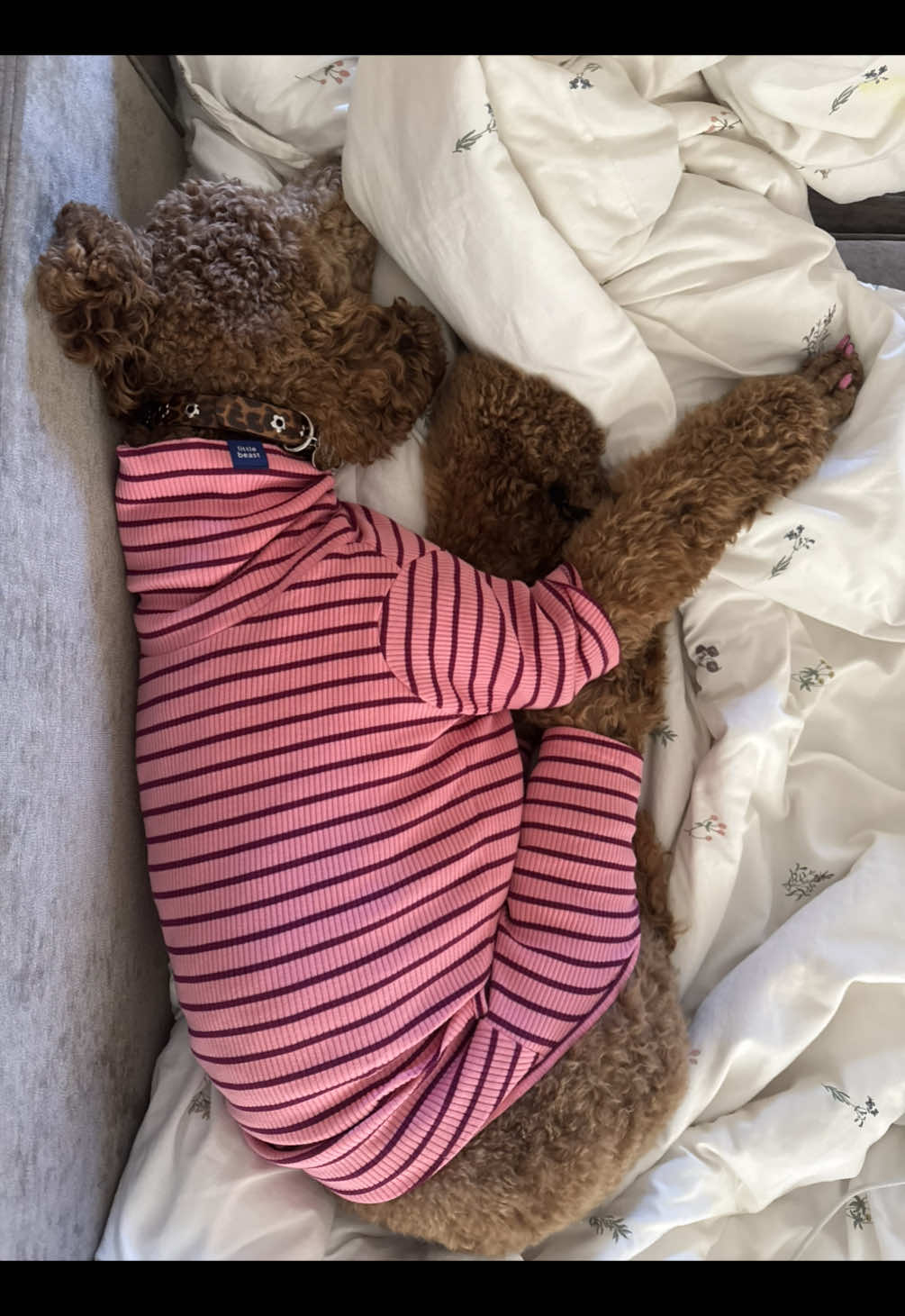 Winnie | Standard Poodle Puppy (@winnie.the.spooodle) - Urlebird