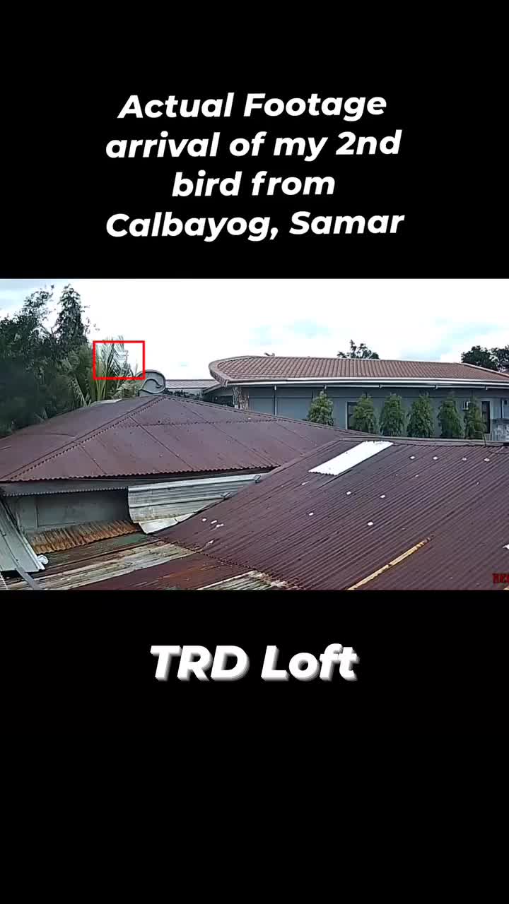 2nd bird 🫡 Calbayog, Samar ️ Sto | TRD Loft (@trdloft)