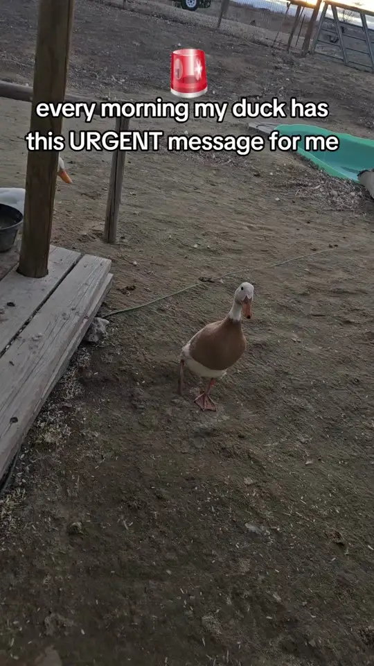 Meet my pet duck who is the yard | Duck Dad Official (@duckdadofficial)