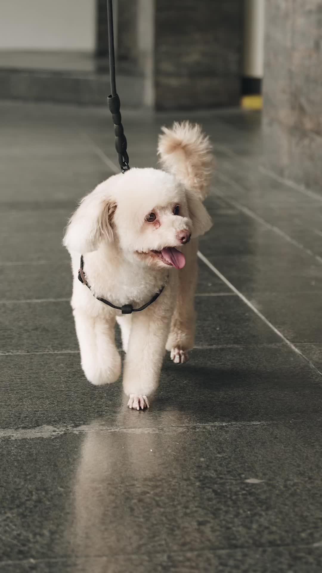 Exciting news for all fur parents | Grace Carillo-Balaguer ...