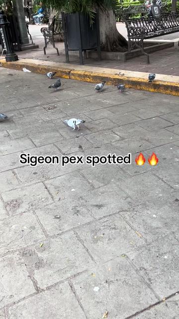 Sigeon Pex Rare Sightibg Pigeon religion pigeon religion sigeon-pex-rare-sightibg-pigeon-religion-pigeon-religion