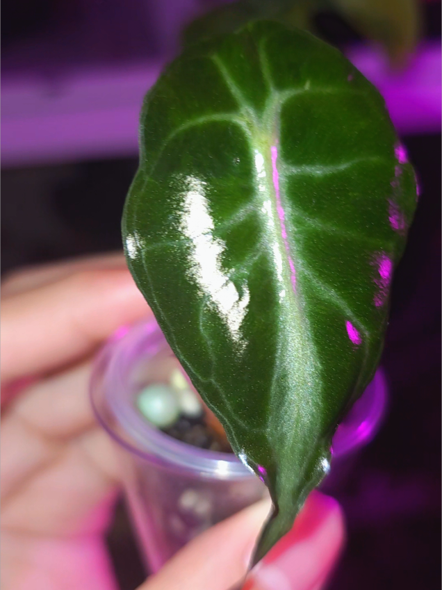 alocasia venom corm new first leaf | yyrex (@yyrextay)