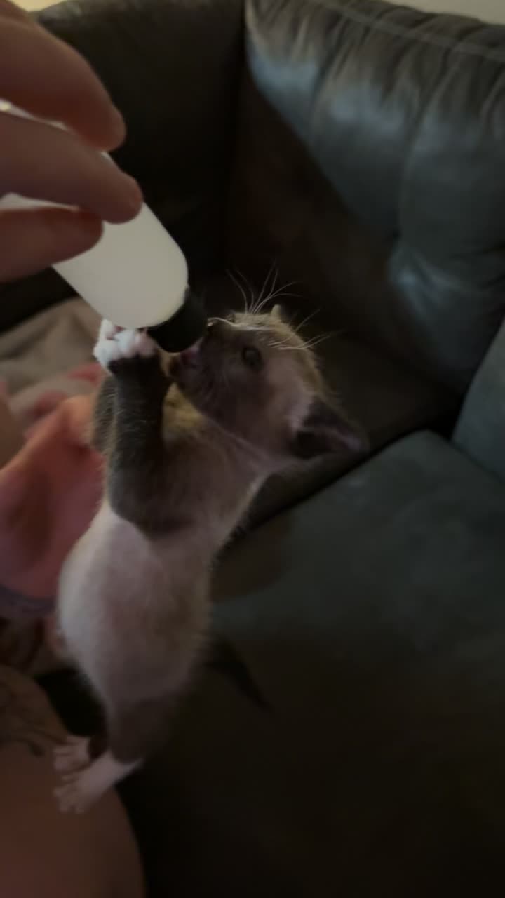 I Love you Leo.... ( In Lore Fon was | Moco (open commissions) (@mocochiz)