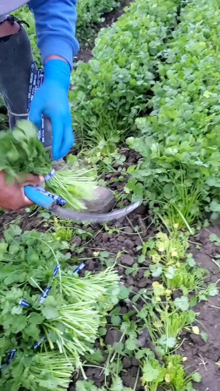 el proceso de la cosecha del cilantro | Obdulia Ag (@gomez04.3)