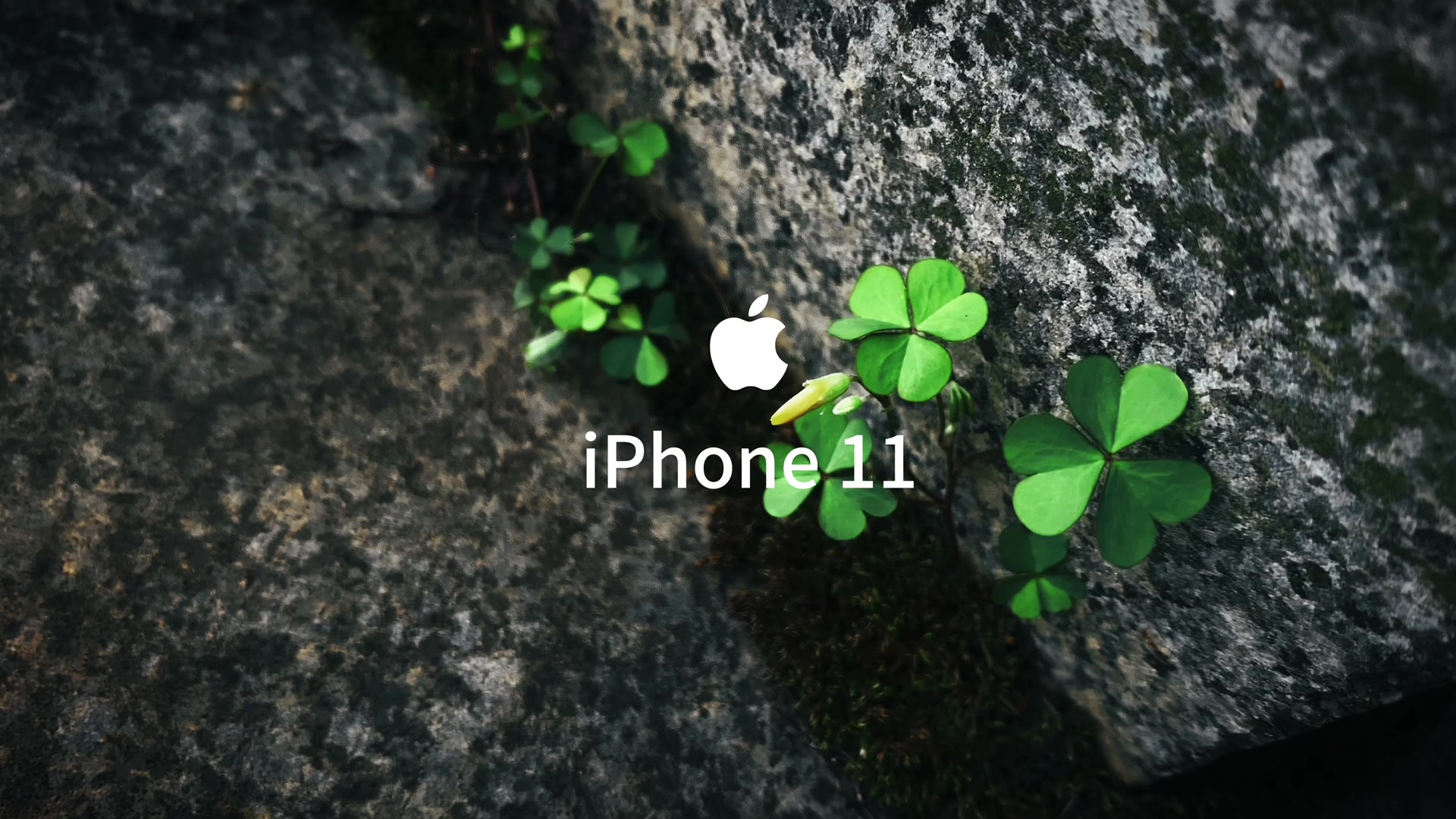 iPhone 11 #iphone #camera #apple | Zen (@shuzennn)