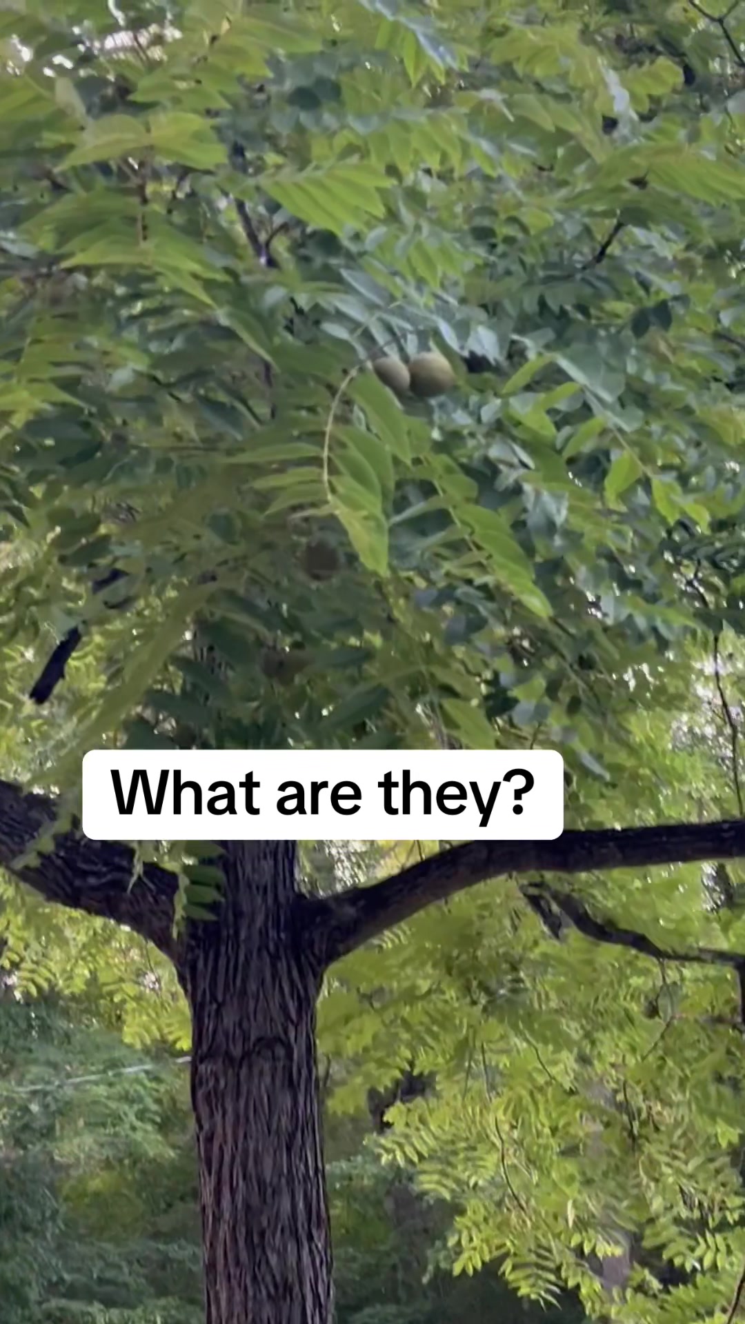 Hi everyone ☺️ I'm super excited | Alessandra Liu Official ...