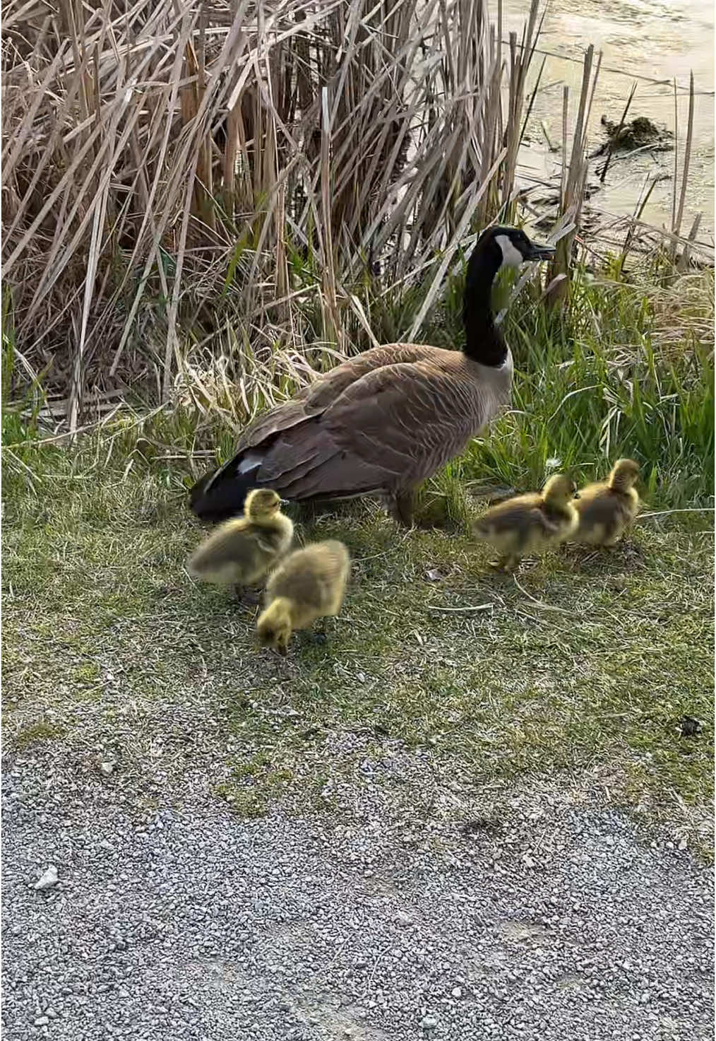 unoangryone (@unoangryone) - Urlebird