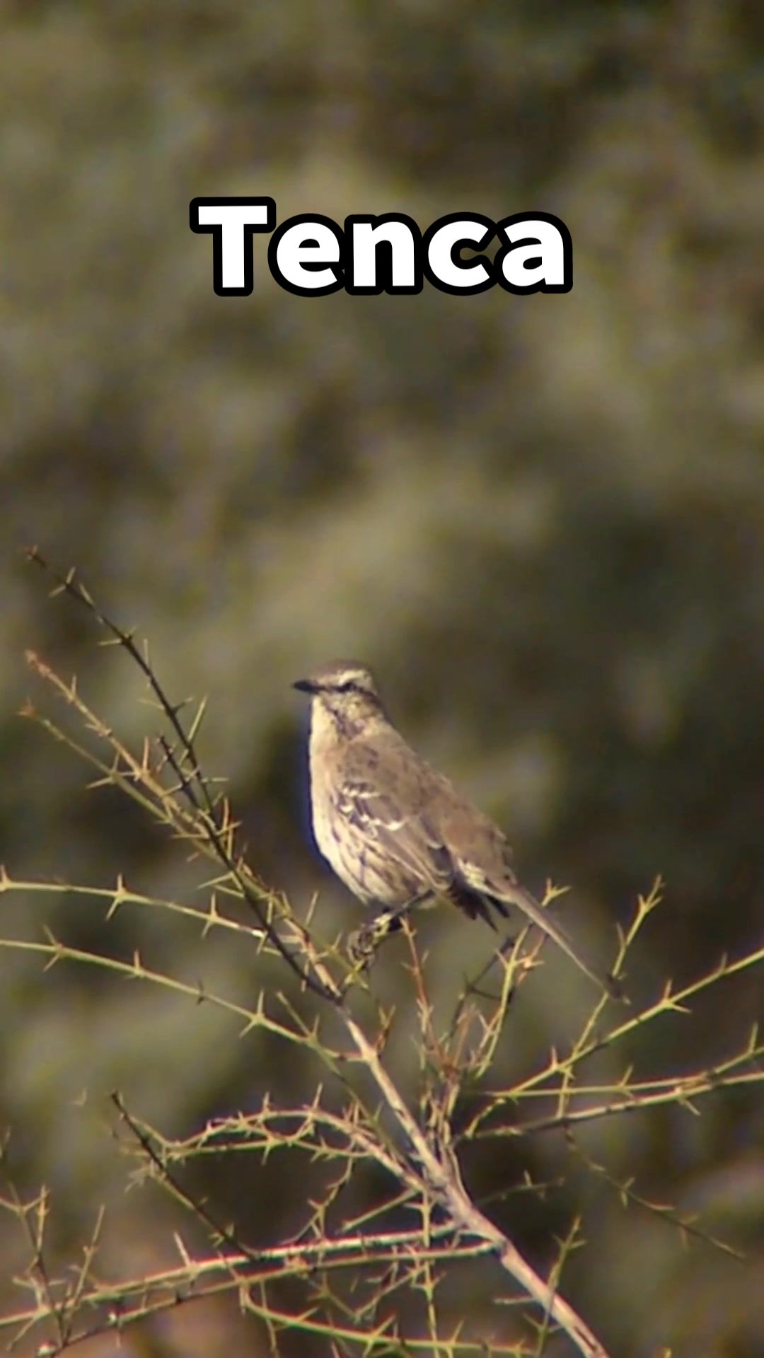 Tenca (Mimus thenca) es una especie | Aves de Chile (@avesdechile)