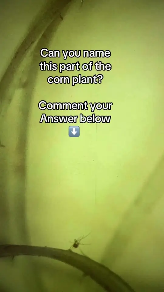 A microscopic look at an important | Ag-Quiz (@ag.quiz)