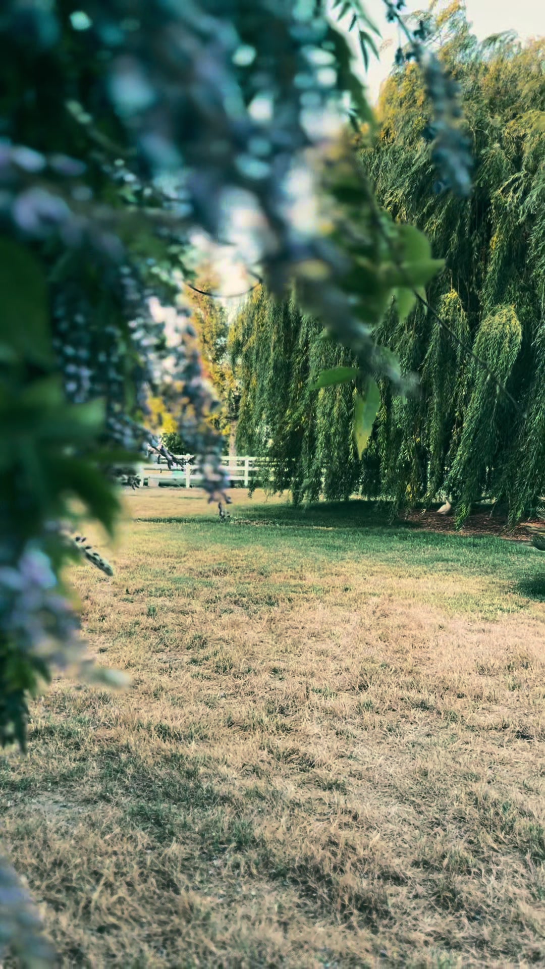 Best berry farm on donut smp with | vyn3tra (@vyn3tra)