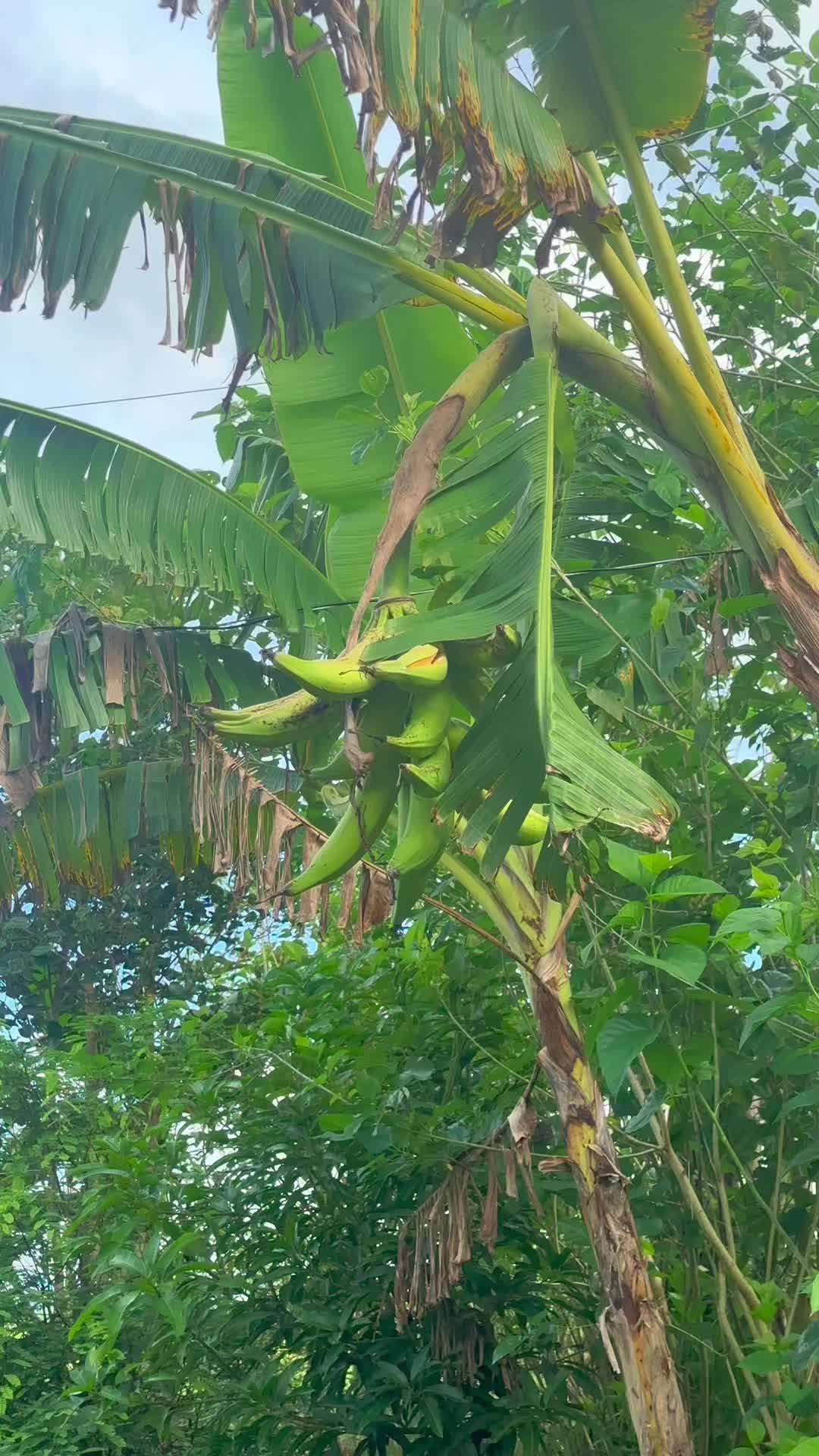 Joseph The Explorer Products (@josephthexplorerofficial) - Urlebird