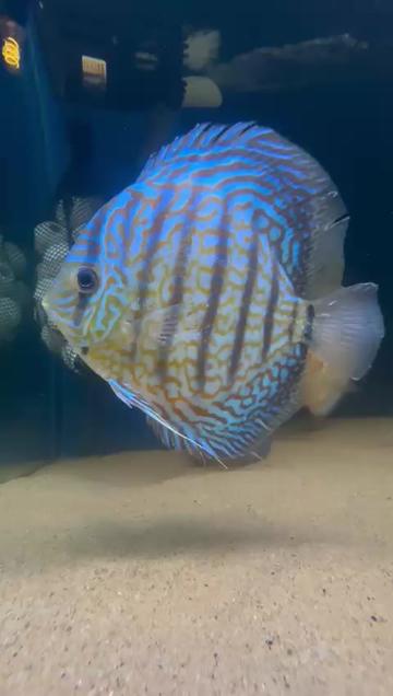🐟🌟 Meet the elegant Discus fish! 🎨 | Wirral AQUATICS LTD ...