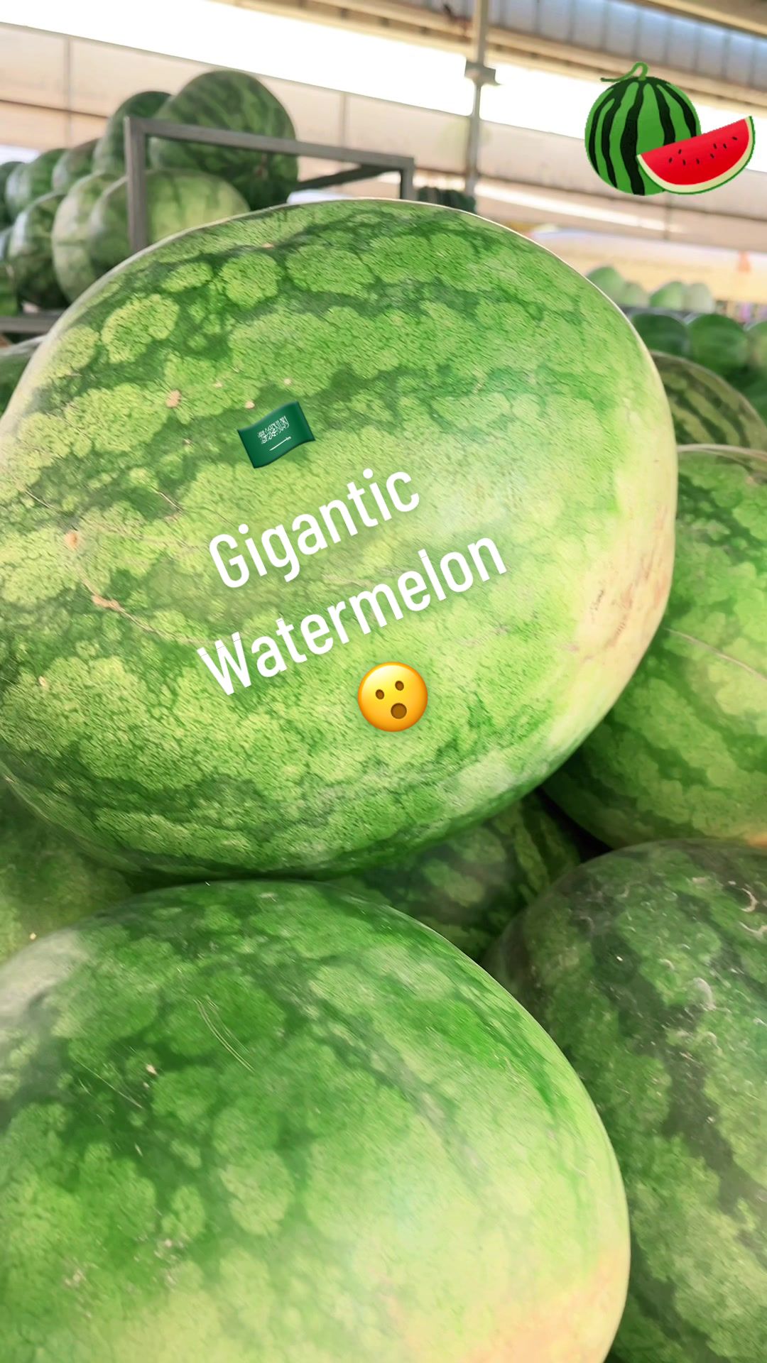 Giant Saudi Arabia Watermelon | Pak Blangkon (@kacamata_pak_blangkon)