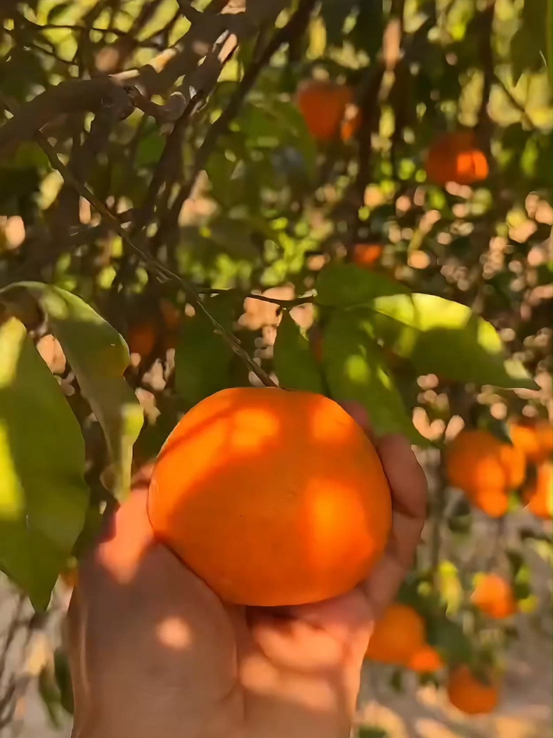 Did you know? The first Kinnow was | Golden Sun Farms (@goldensunfarms)