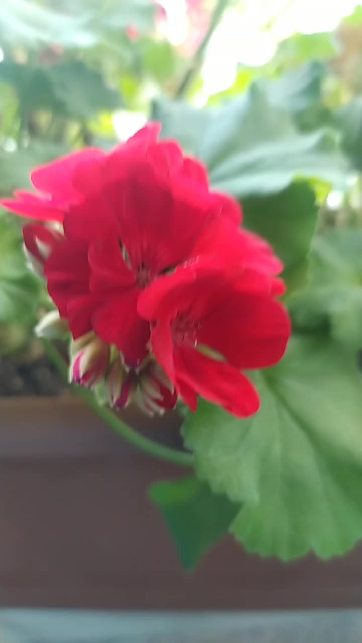 MİLA SS (@ss__mila) - Urlebird