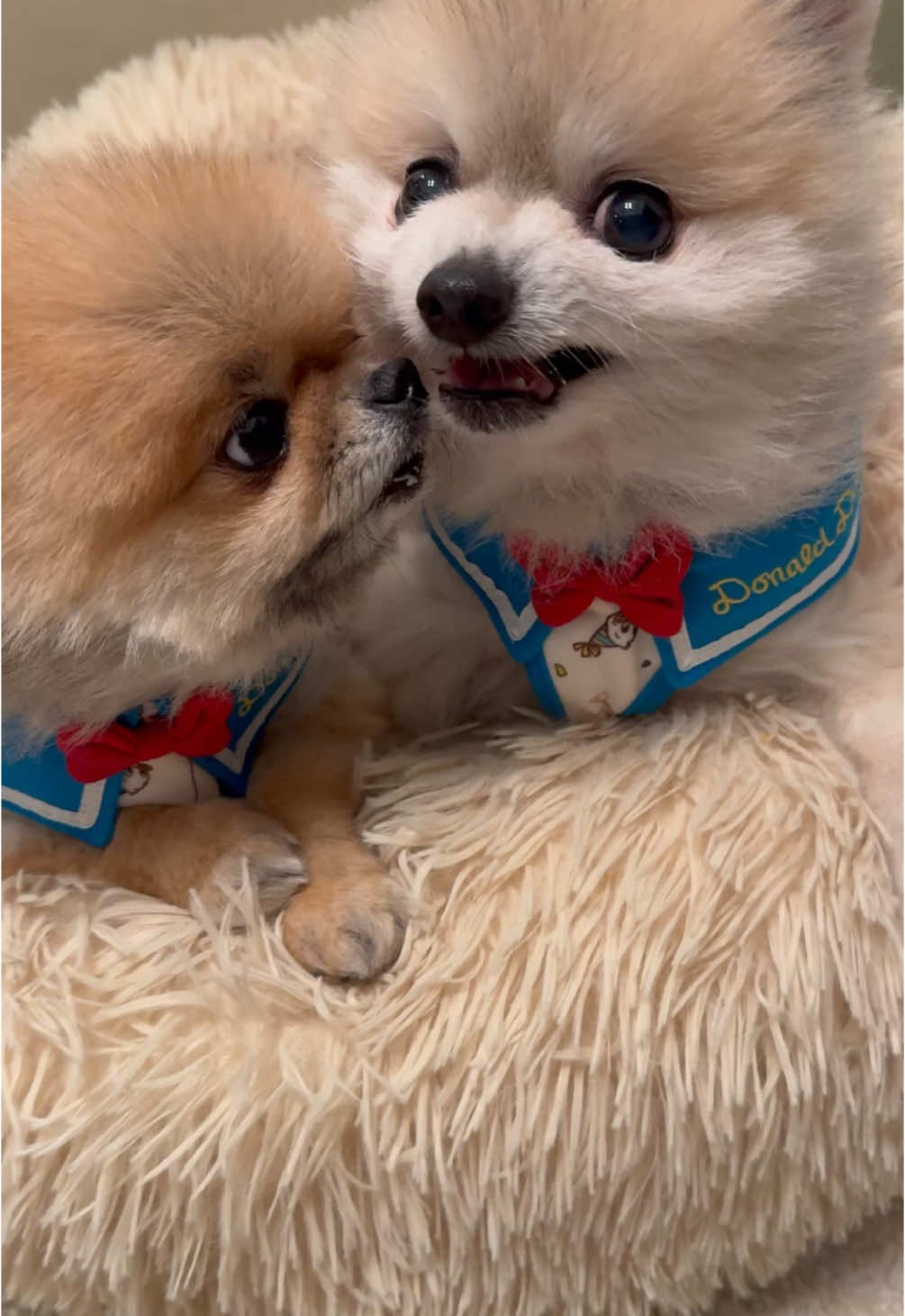 『豆すけ&ちびすけ』かまちょ兄弟🐶🐾 (@mamesuke_chibisuke) - Urlebird