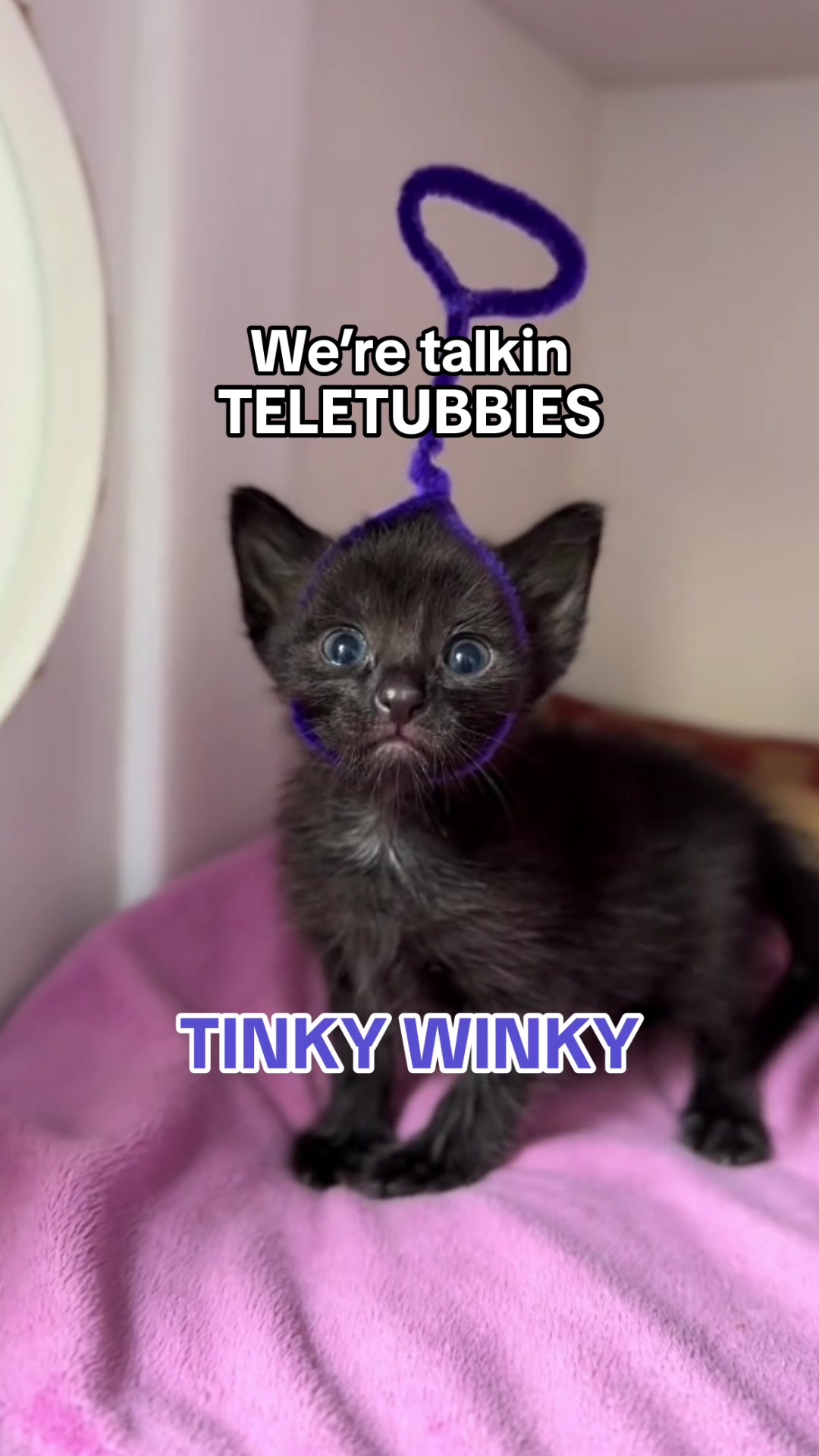 We’re talking cat teletubbies | KittenMitten (@theofficialkittenmitten)
