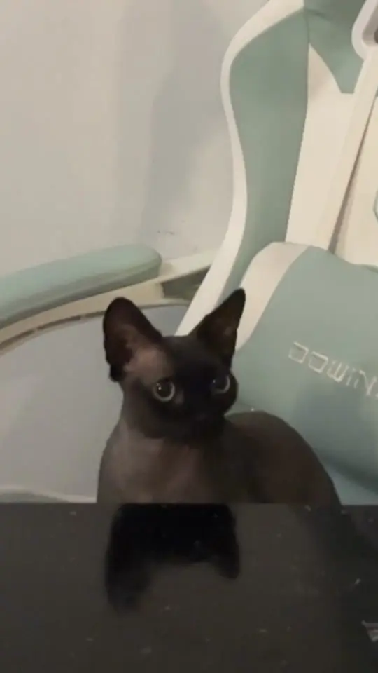 Stuffy Bunny (@stuffybunnyofficial) - Urlebird