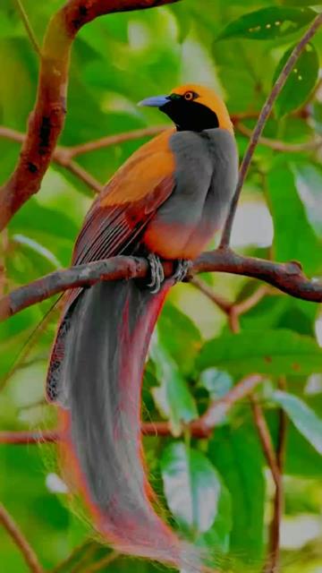 so beutifull bird with nice voice | ZooTube (@zootube.1)