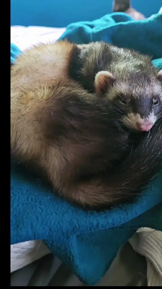 #ferretsoftiktok #petsoftiktok #ferret | It's just Amy. (@amyadelman1)