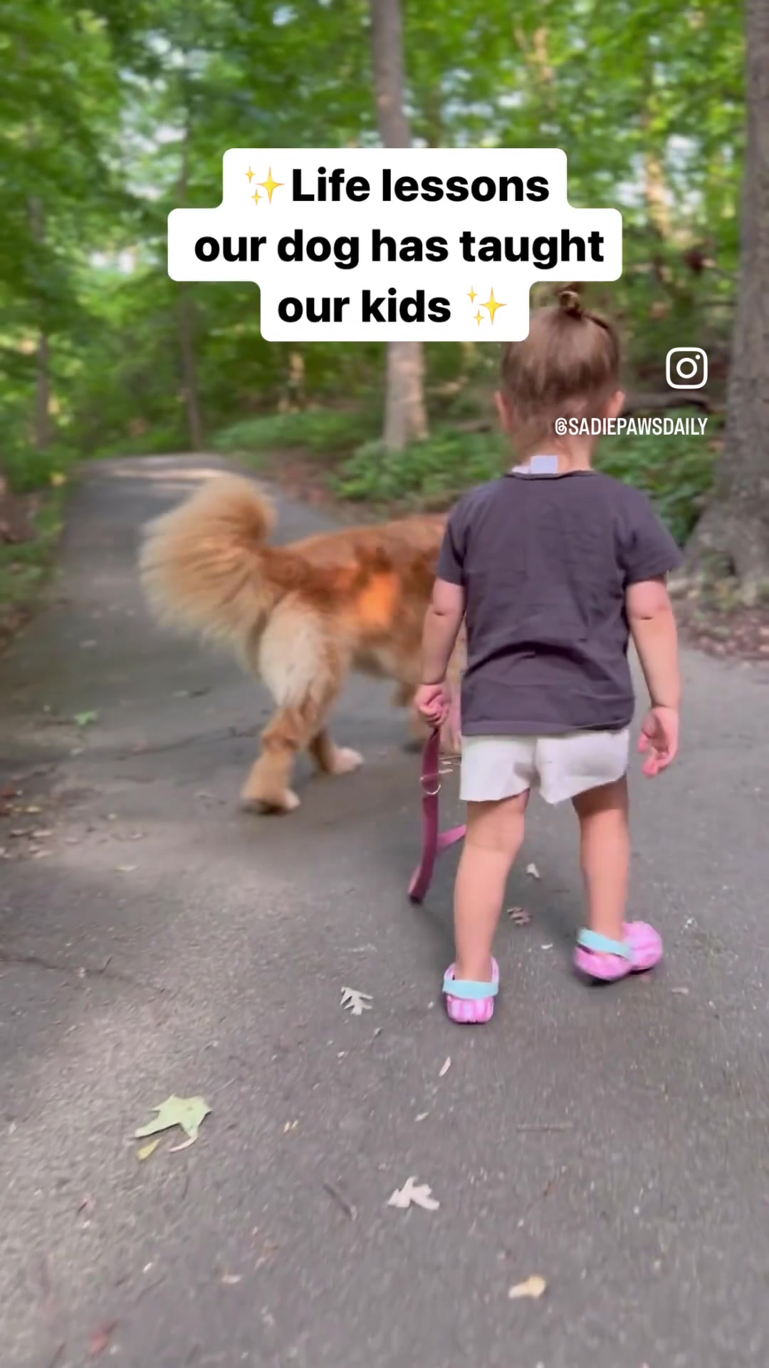 Life Lessons our dog has taught our | Sadie the Golden Retriever (@sadiepawsdaily)