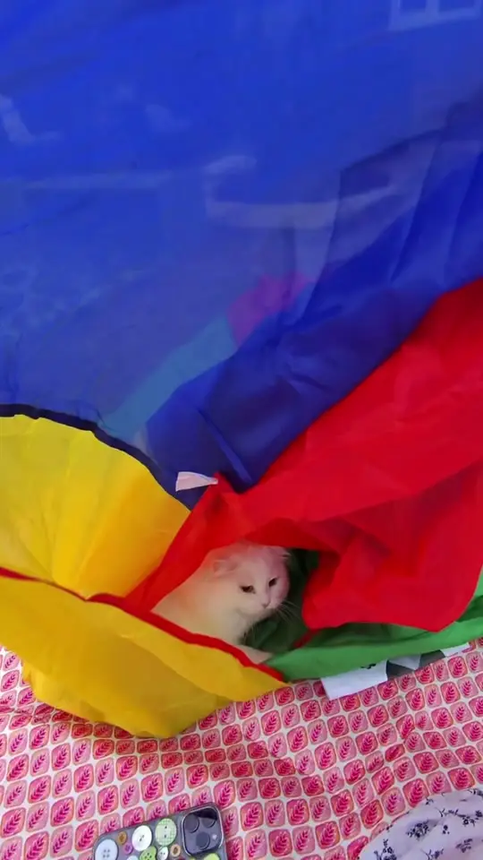 The boys really enjoyed parachute | Donut (@a_cat_called_donut_)