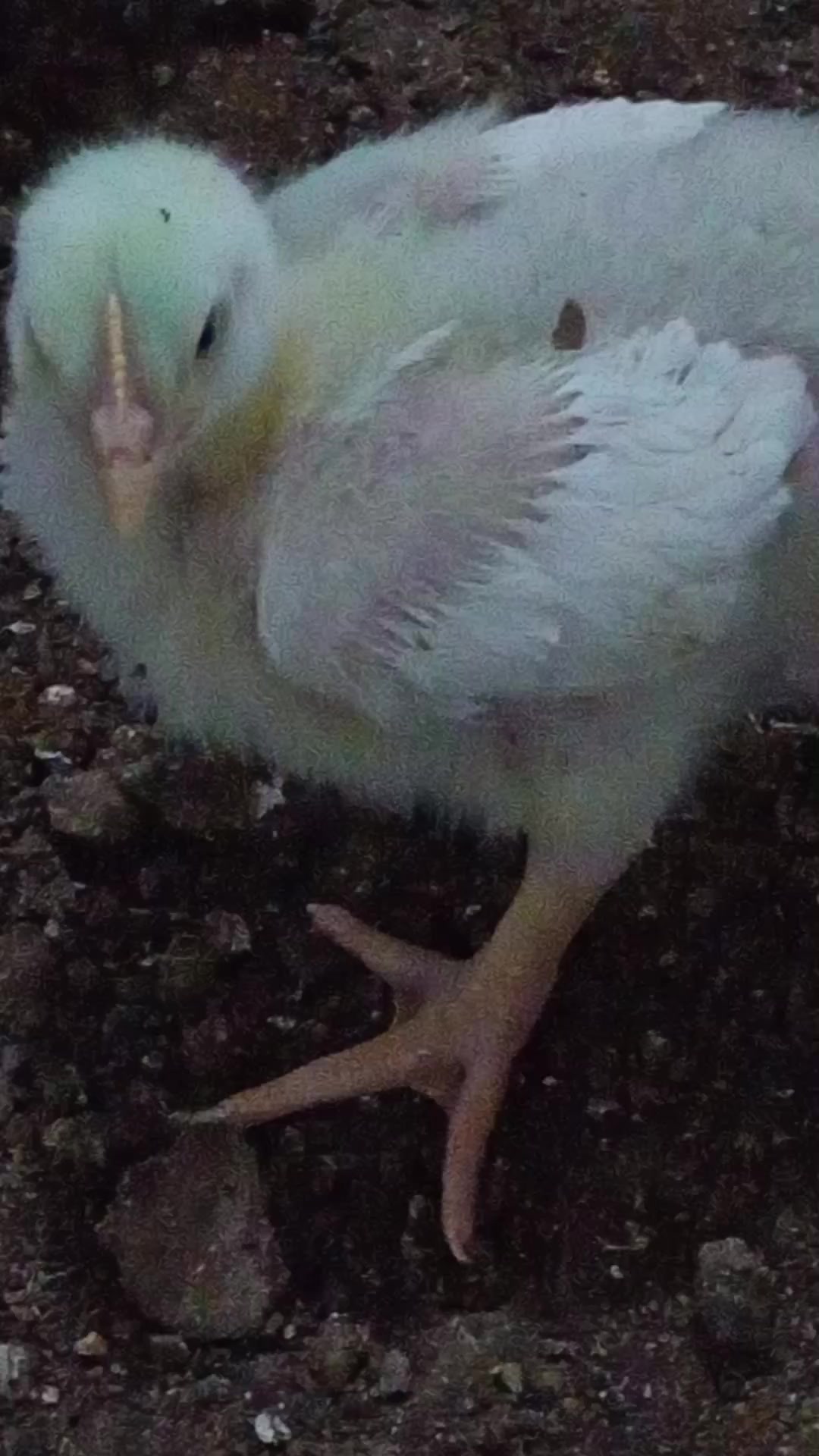 Priscila de Fátima (@prisciladefatimai) - Urlebird