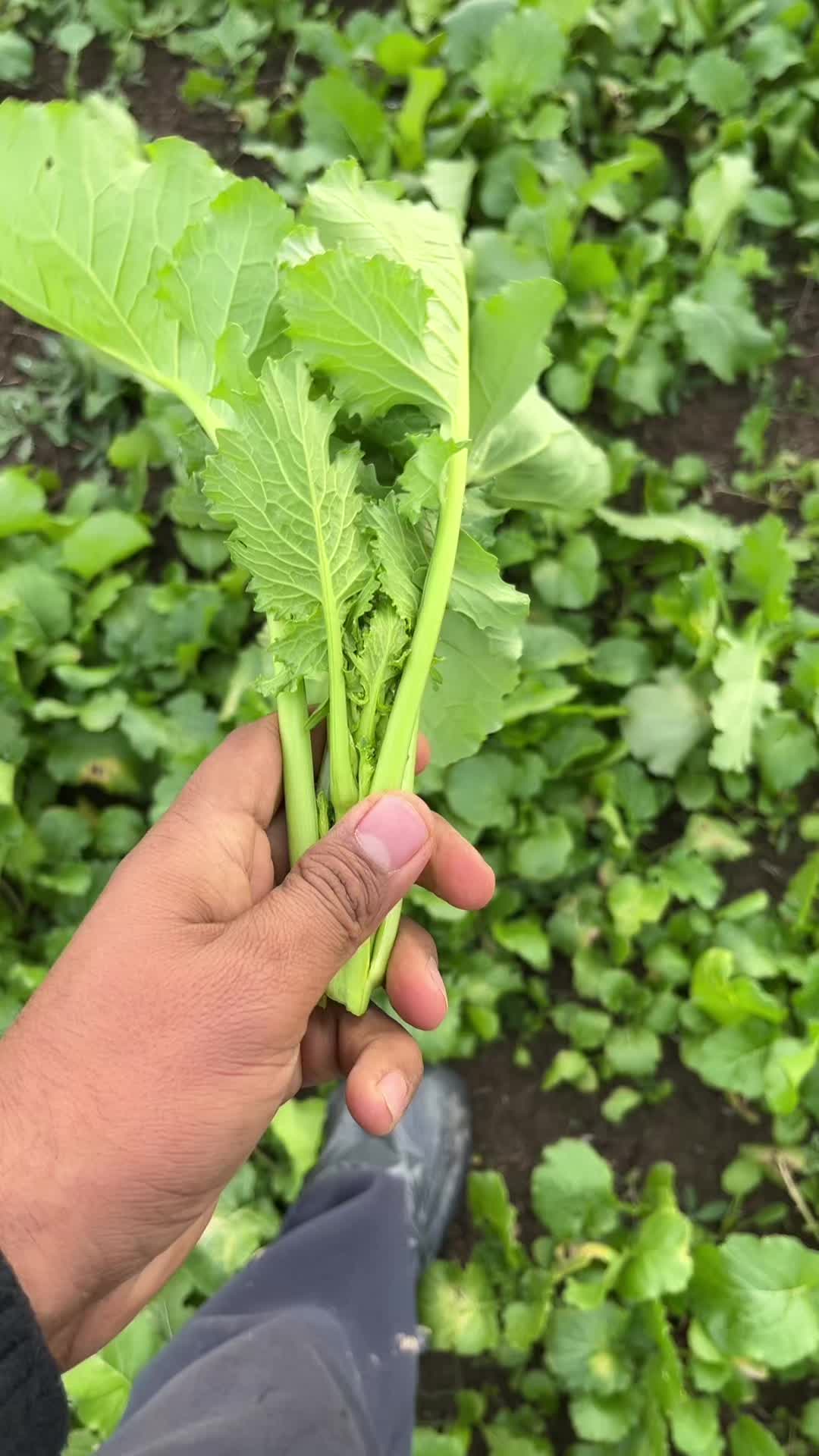 King Subzi Farm Caledon (@kingsubzifarm) - Urlebird