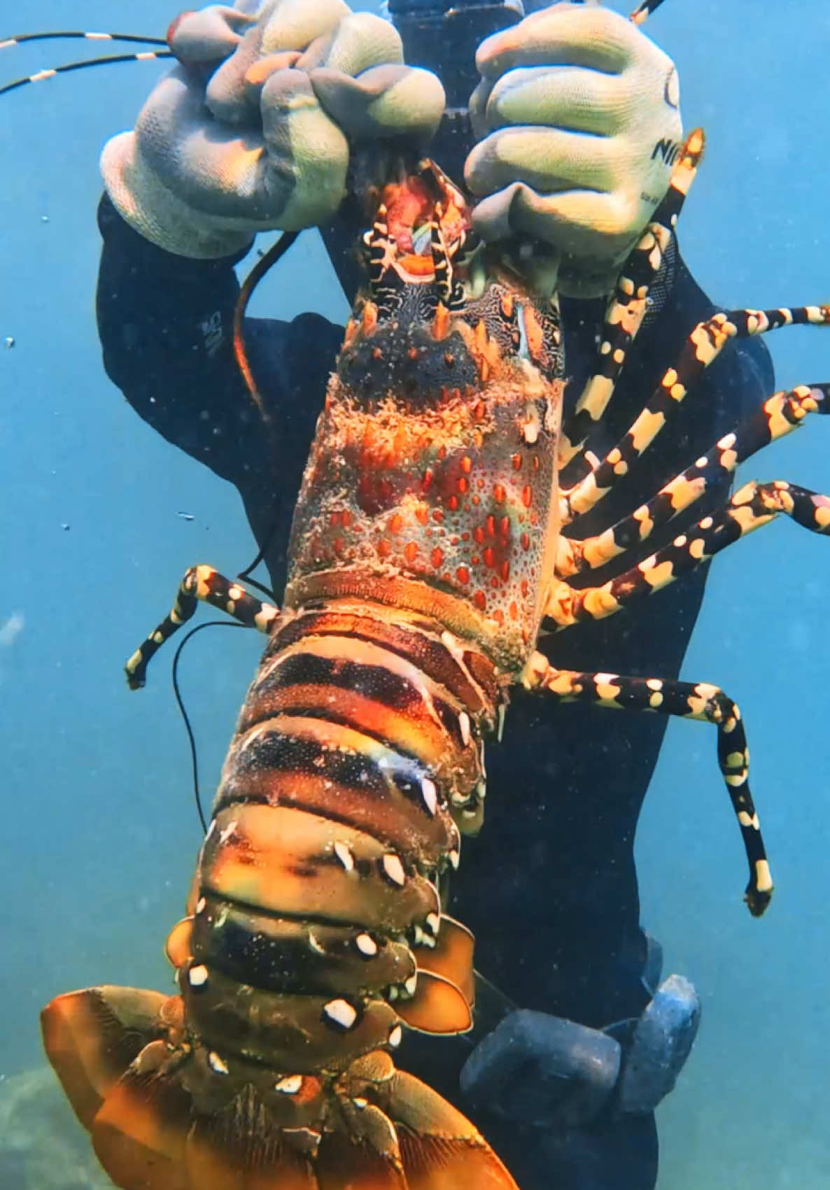 Strick & Fran (@strick.and.fran) - Urlebird