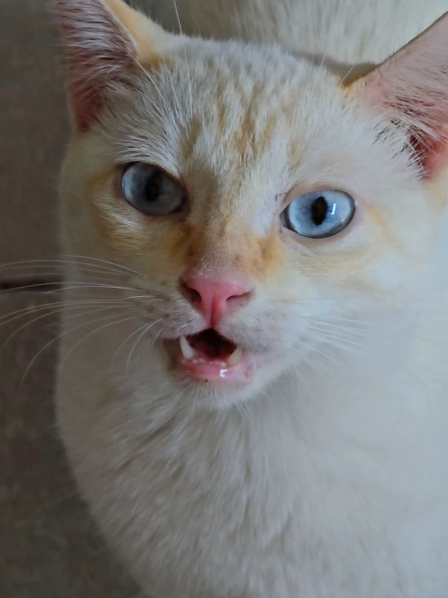 Hannah Cosplay (@cosplayhannah) - Urlebird