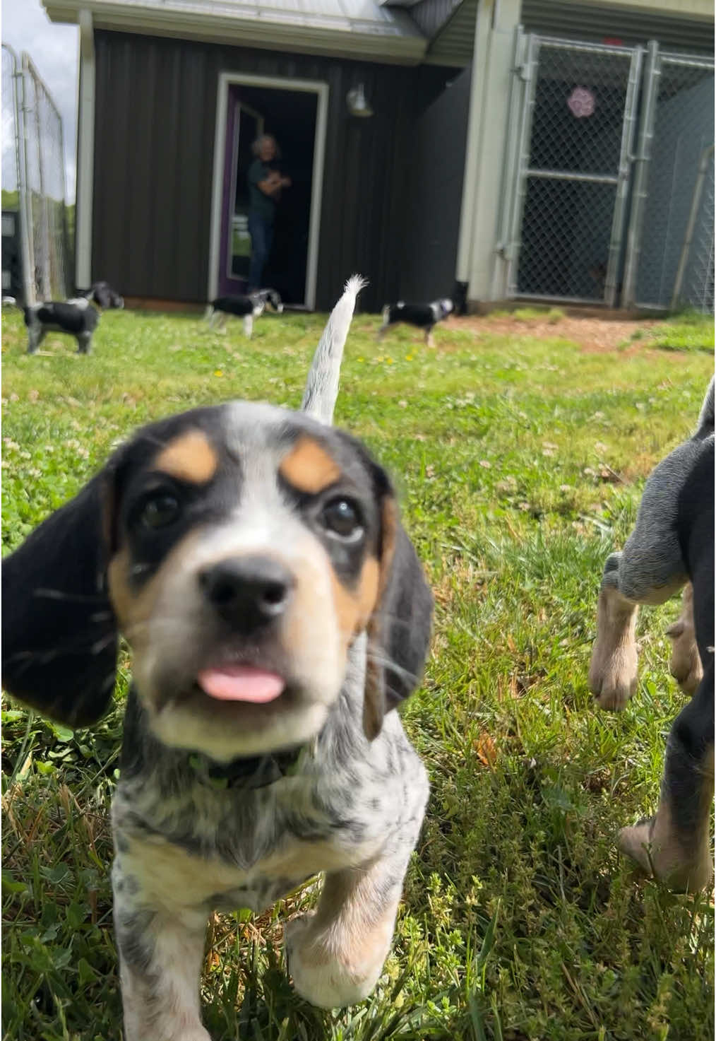 Meet Jelly Bean’s puppies—ready for | Tribeagles (@tribeagles)