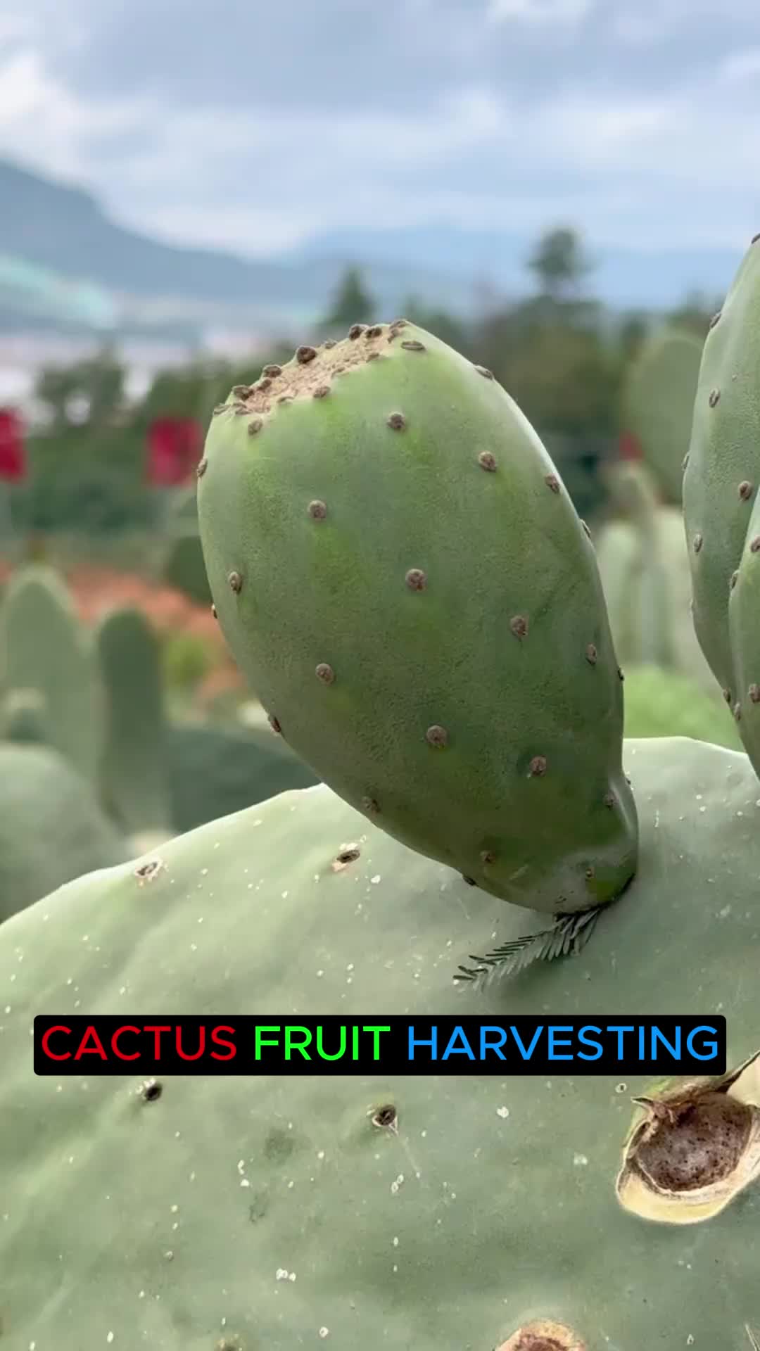 Harvesting Cactus Fruit in Arizona | Farmer China (@chinaframer)