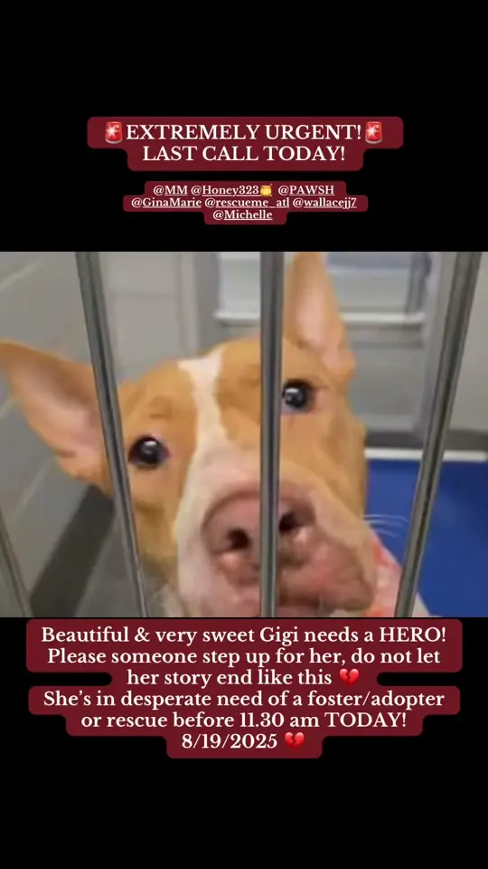 💔 SWEET GIGI WAS MURDERED💔 SHE WAS JUST | PawPatrolHeroes ...