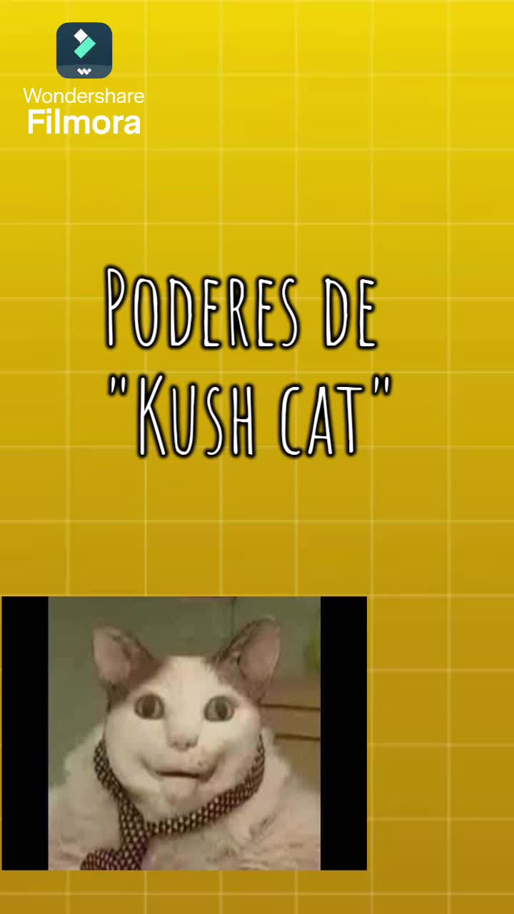 los poderes de Kush cat | El Investigador_bajozero (@investigador.bajozero)