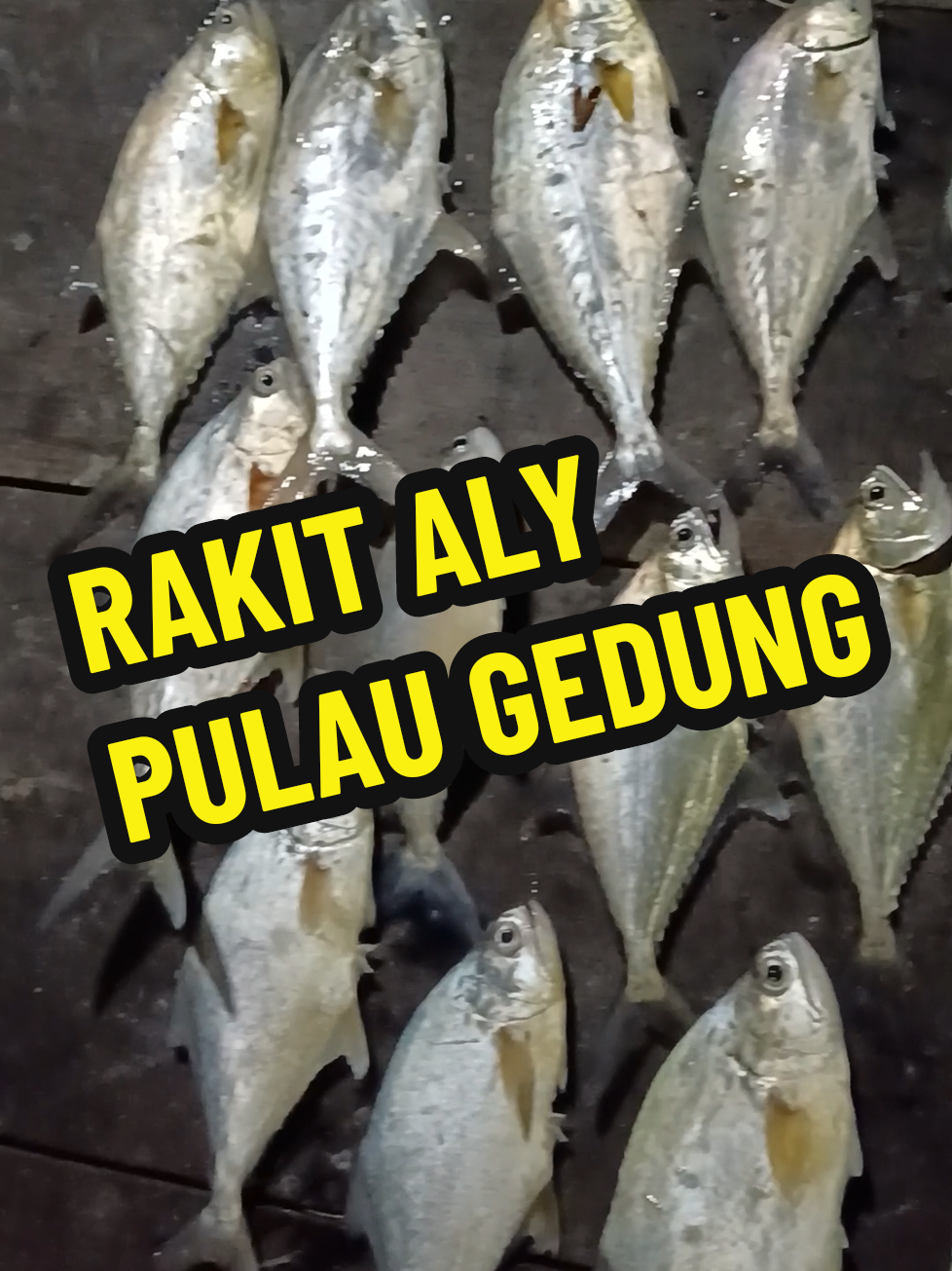 RAKIT ALY PULAU GEDUNG.. KOMPLOT WITH | Si Penjinak Ikan (@sipenjinakikan)