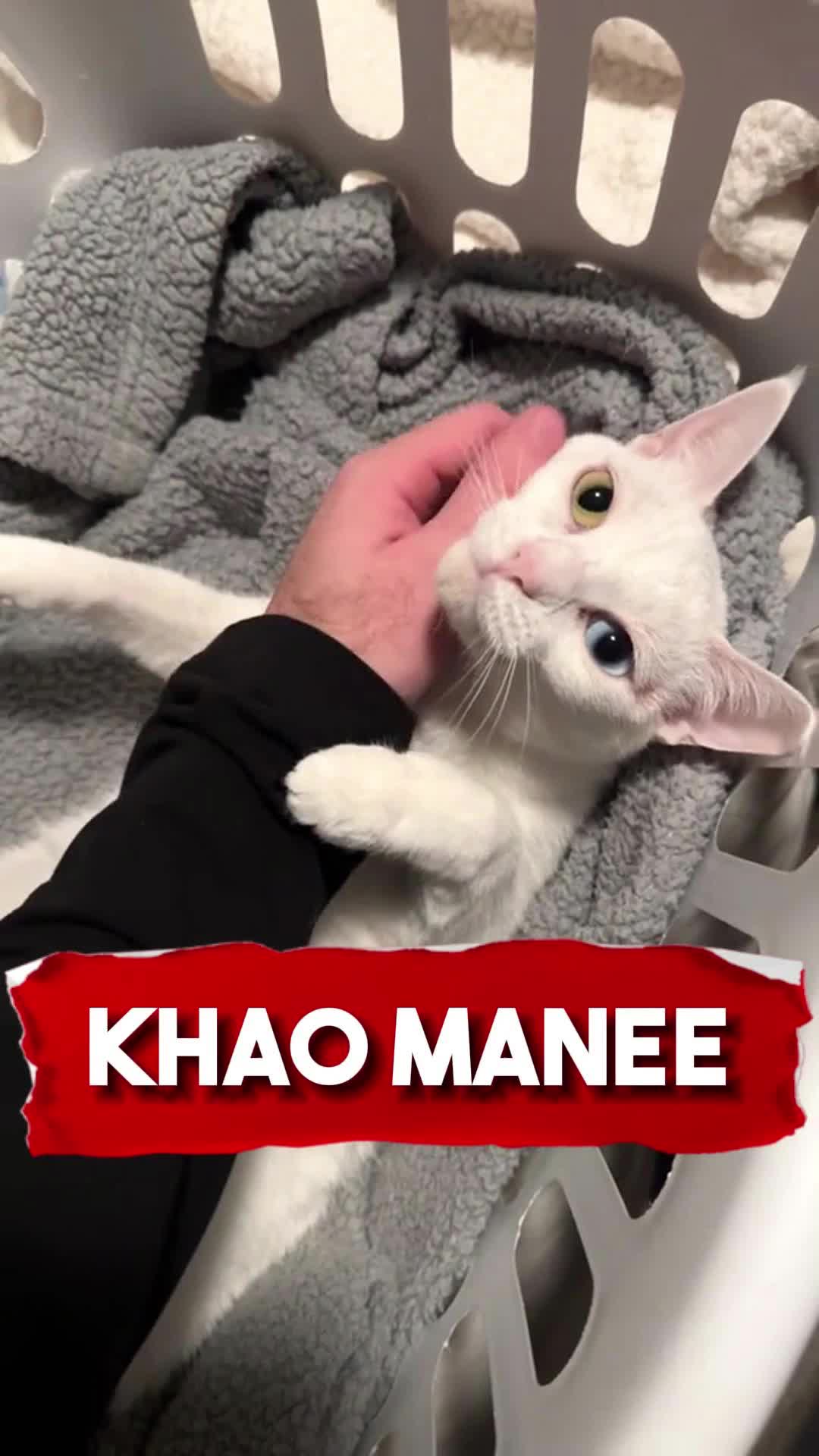 Introducing The Khao Manee! #cats | RichyAnimals (@richyanimals)
