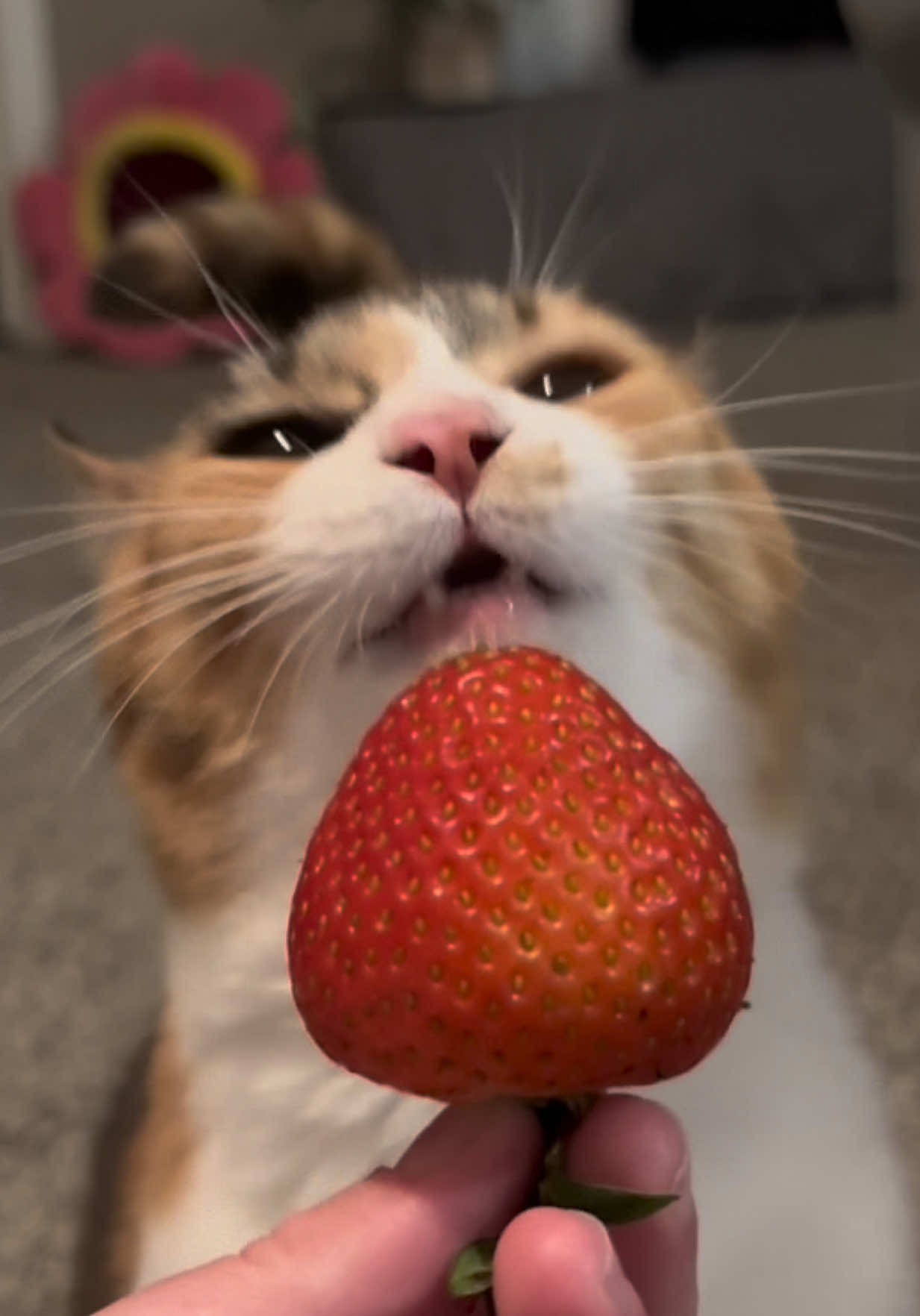 Marcus always makes his own rigatoni | roflgator (@roflgatorvr)