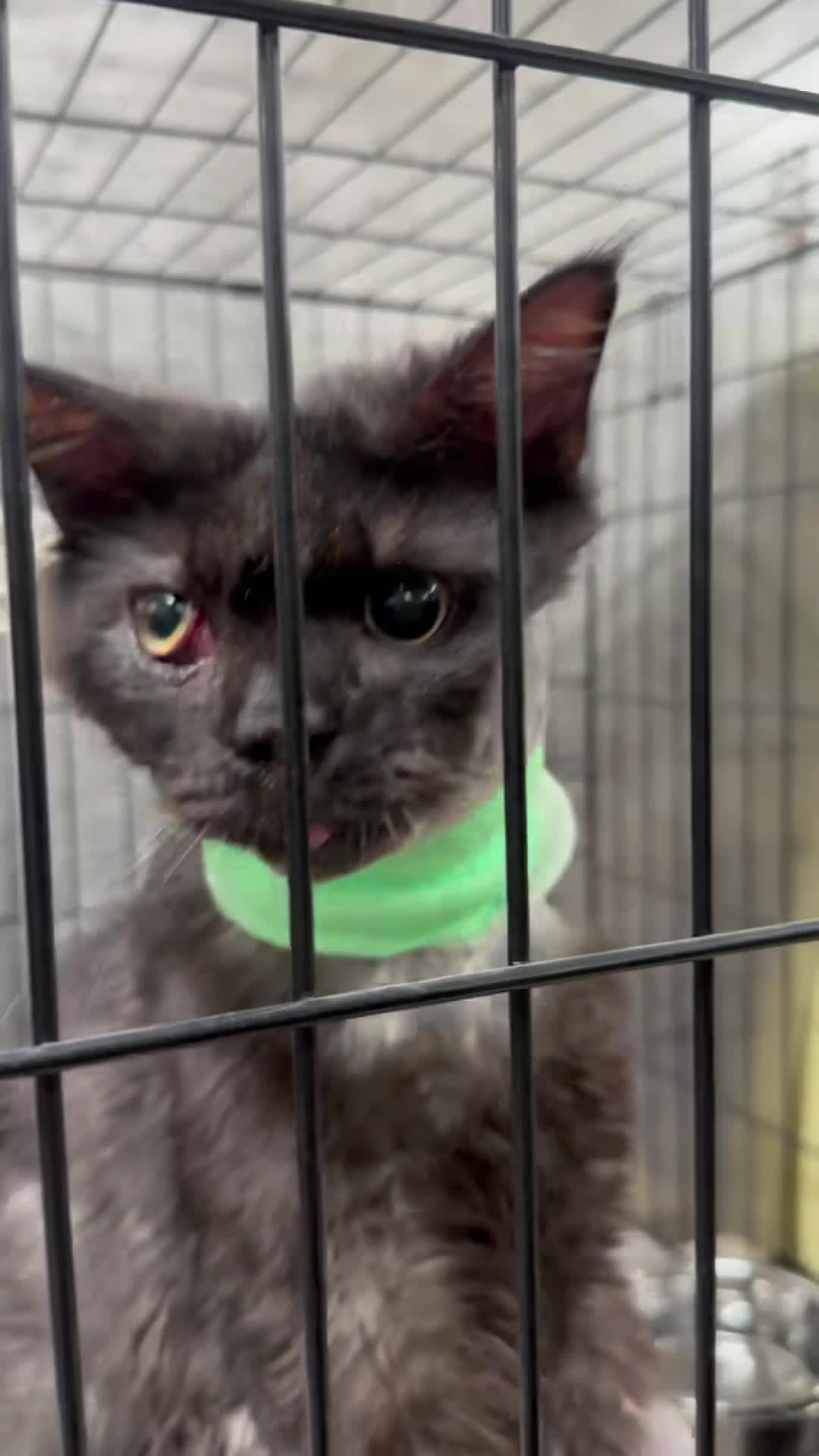 Meet Buffalo Chicken. WARNING GRAPHIC | David Michael Loop (@davidloop65)